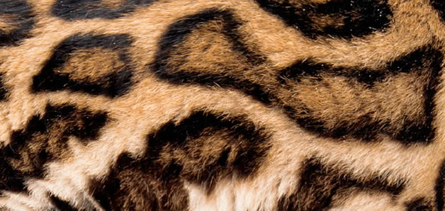 Mammals :: Zoo Bioparque Amaru :: Cuenca - Ecuador