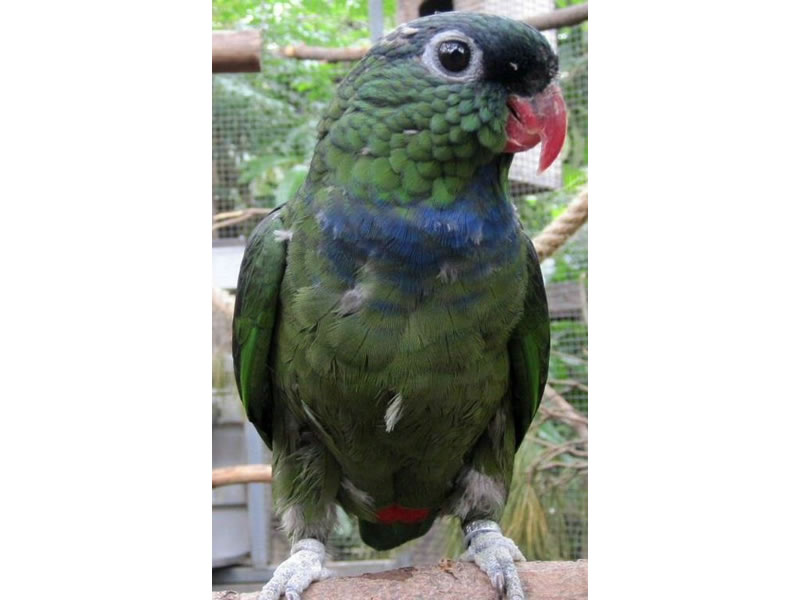 Oiseaux :: Zoo Bioparque Amaru :: Cuenca - Ecuador