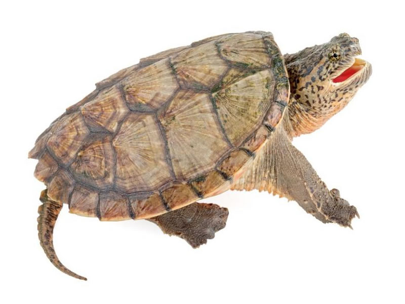 Anatomía De La Tortuga Mordedora II. MORFOLOGÍA Y FISIOLOGÍA