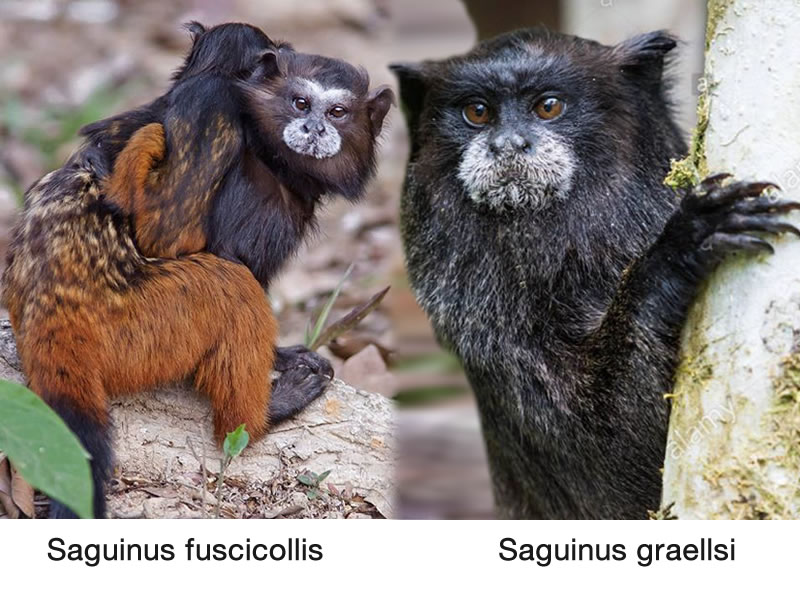Monos chichicos: de Manto Rojo y del Napo :: Zoo Bioparque Amaru ...